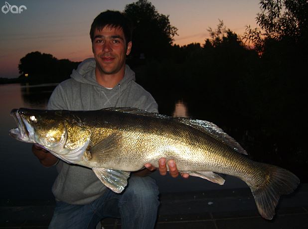 Detailierte Beschreibung vom Zander